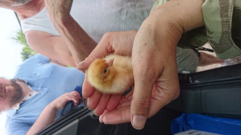 Animals and Wildlife – Greenslate Community Farm