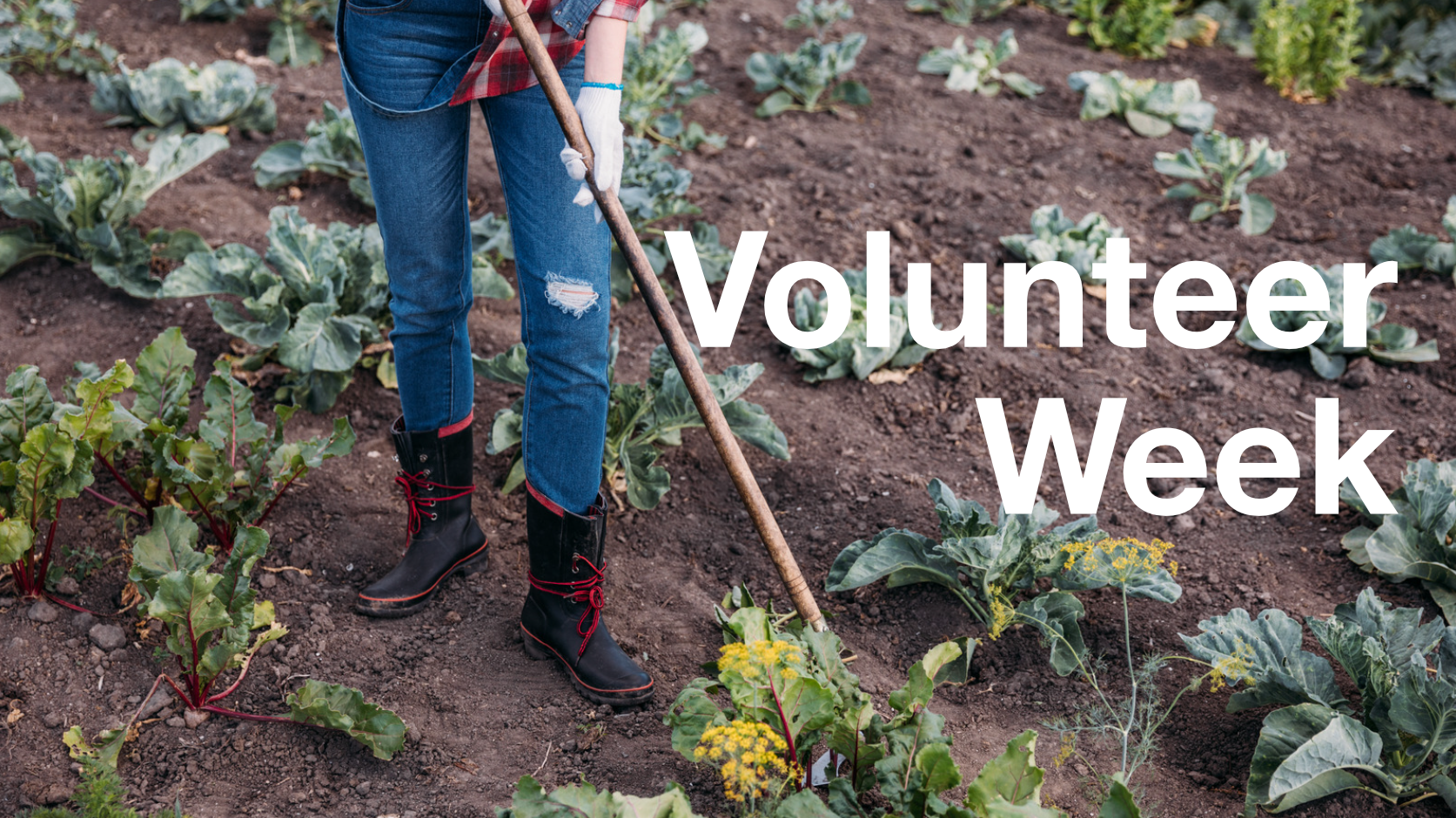 Volunteer Week – Greenslate Community Farm