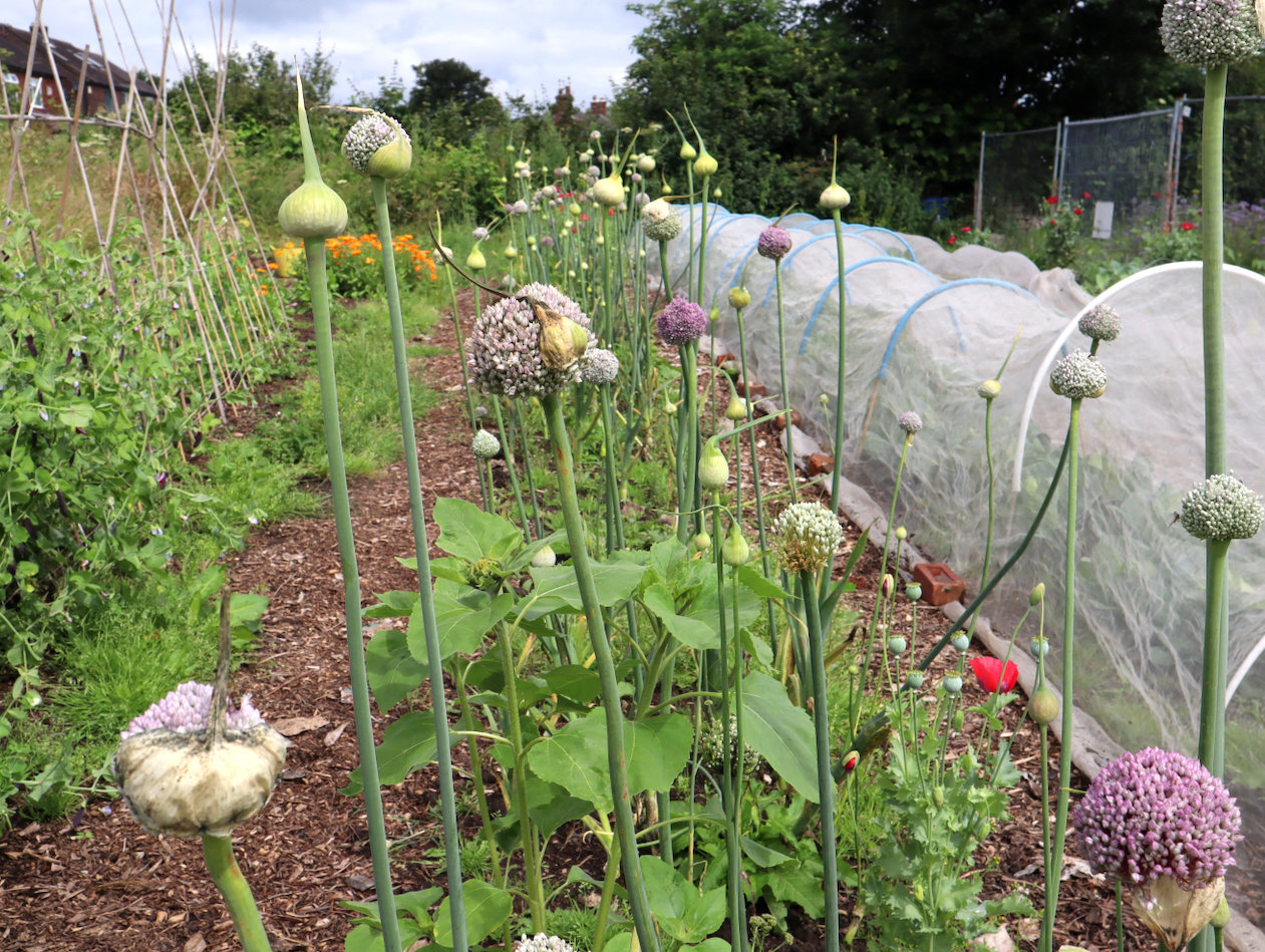 Food Growing – Greenslate Community Farm