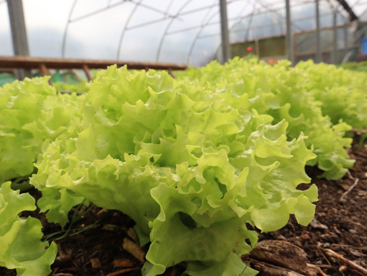 Food Growing – Greenslate Community Farm