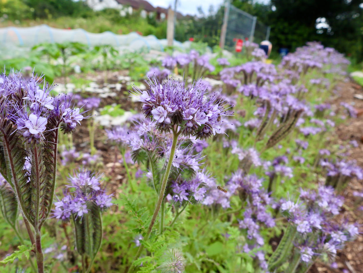 Food Growing – Greenslate Community Farm